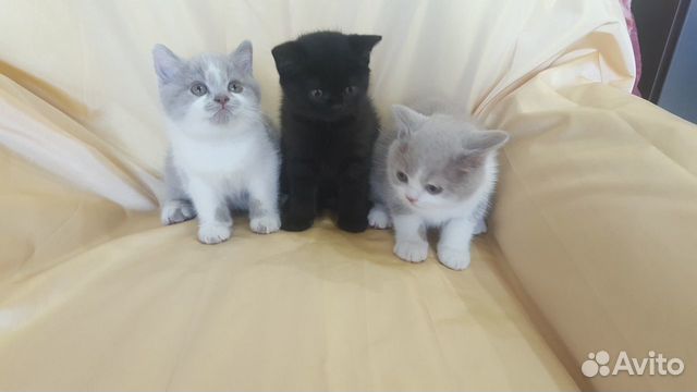 Малыши Бриташи