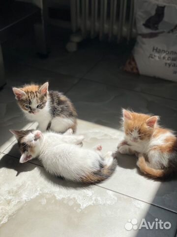 Котята в добрые руки