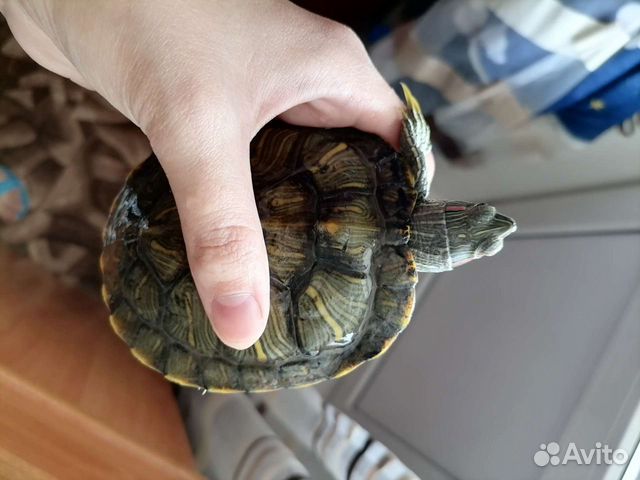 Красноухая черепаха