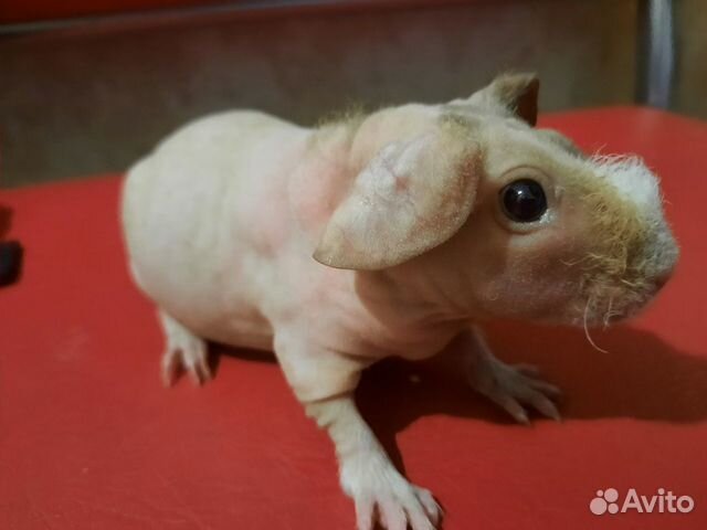 Морская свинка Скинни