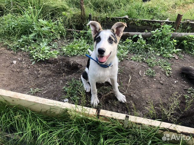 Домашний щенок Ева