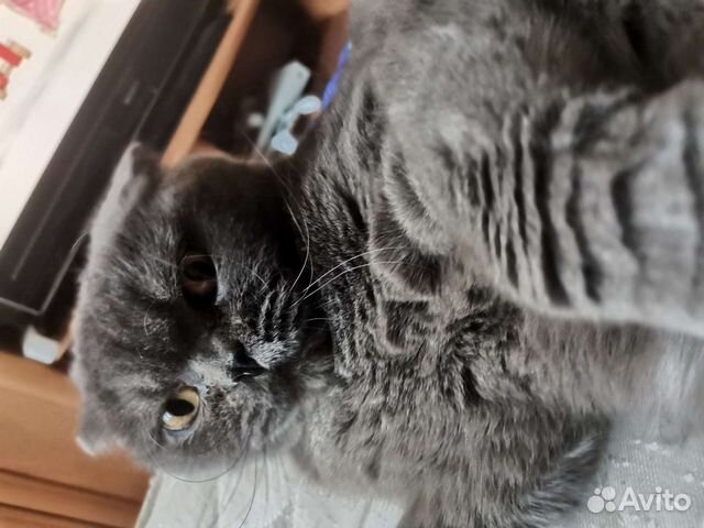 Кот британец вислоухий