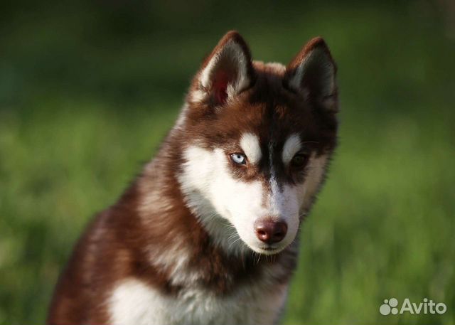 Щенок Сибирский хаски. РКФ