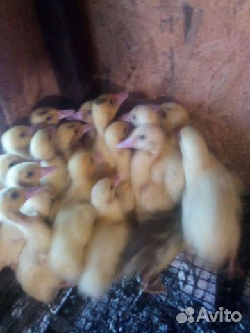 Индоутки и гуси