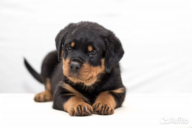 Щенок ротвейлера