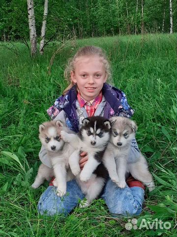 Хаски сибирский щенки