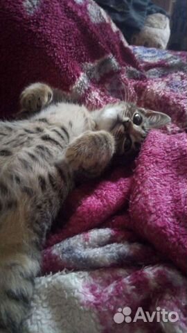 Котенок 4 мес.в добрые руки