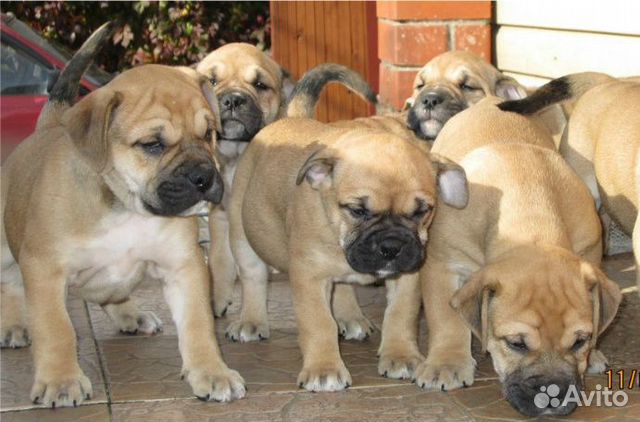 Щенки Ка де Бо