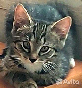 Подвальный малыш ищет любящего хозяина