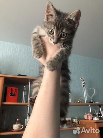 Котенок в добрые руки бесплатно