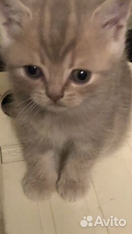 Милые котейки