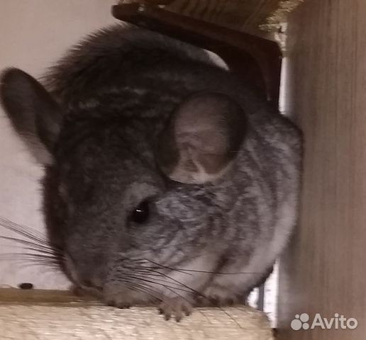 Шиншилленок,2,5мес, стандарт нгб,мальчик