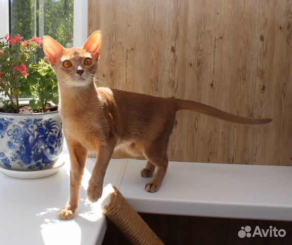 Молодая абиссинская кошечка