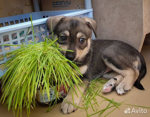 Малявка в добрые руки