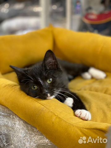 Котенок Барни