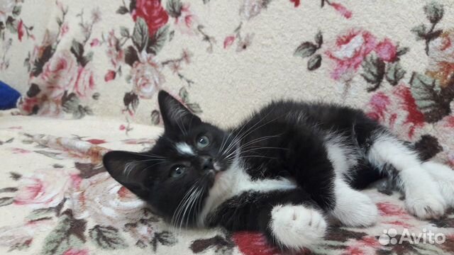 Котенок в добрые руки