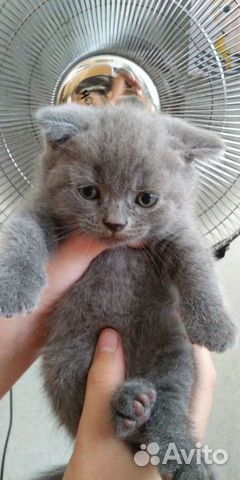 Британские котята