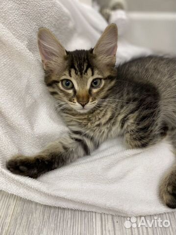 Котик с прививками