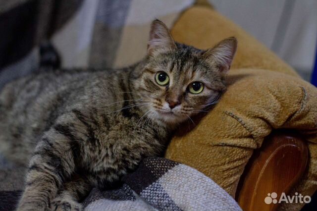 Кошка Бася
