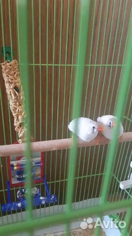 Птички Аммадин