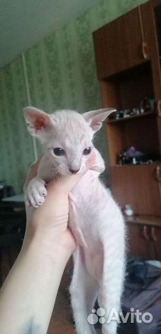 Котенок канадский сфинкс