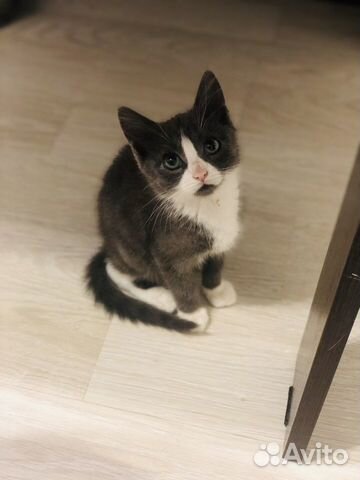 Котенрк 2,5 иесяца в добрые руки