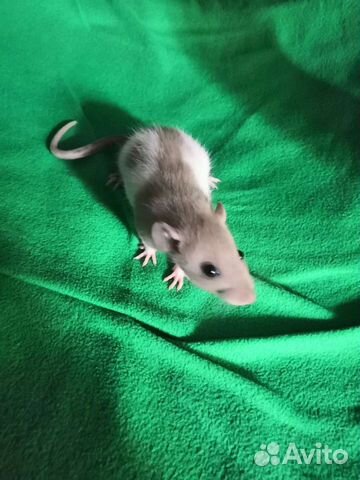 Крыса дамбо