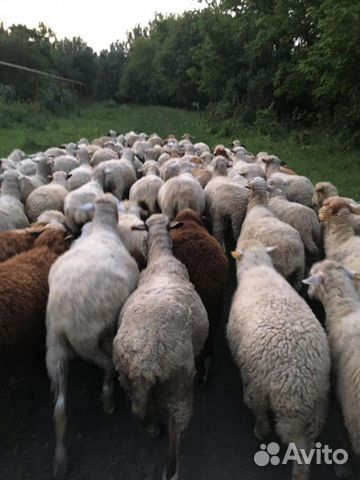 Овцы