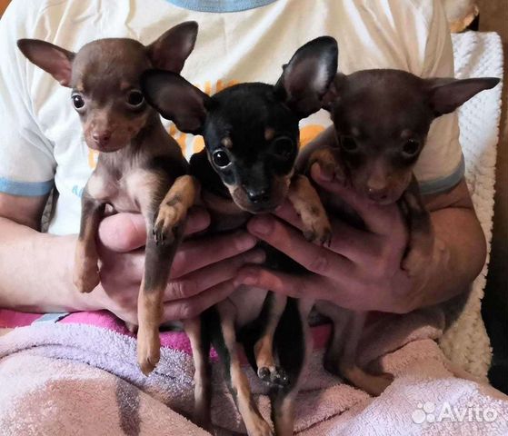 Мини той-терьер щенки продажа