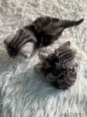 Шотландские котята