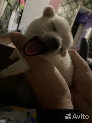 Щенки помчи