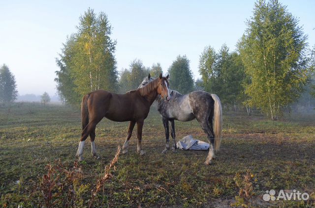 Кони орловской породы