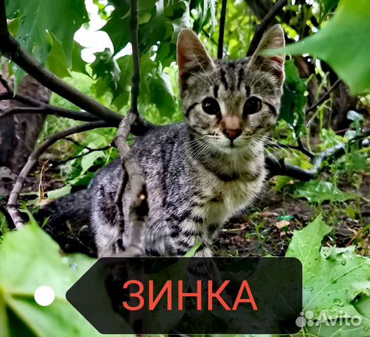 Любопытная и шустрая Зина ищет своих родителей
