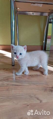 Котёнок