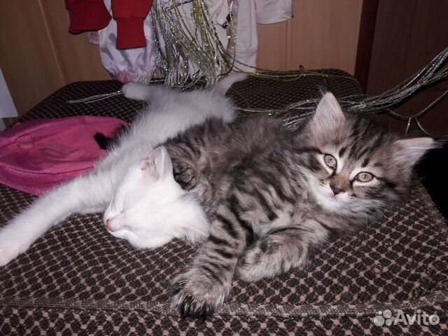 Котята в добрые руки