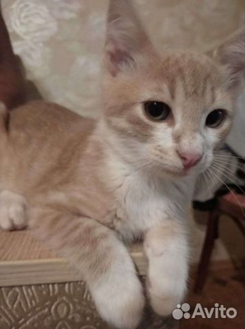 Котенок Персик