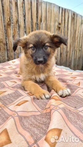 Щенок Дружок