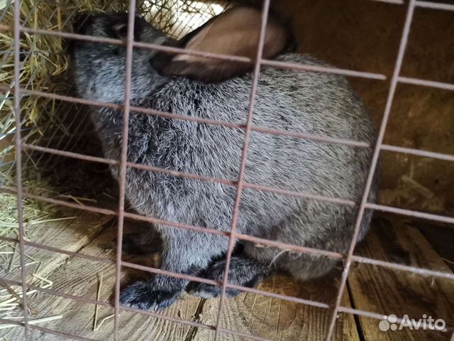 Кролик серебристый 6мес