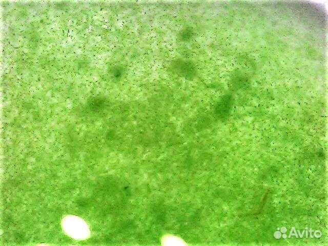 Наннохлоропсис фитопланктон