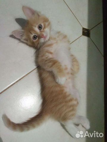 Веселые ребята