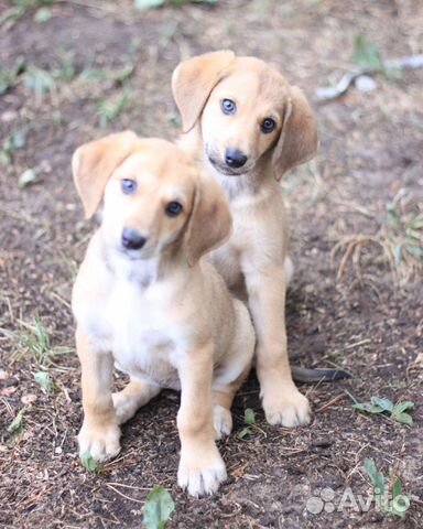 Двое из ларца