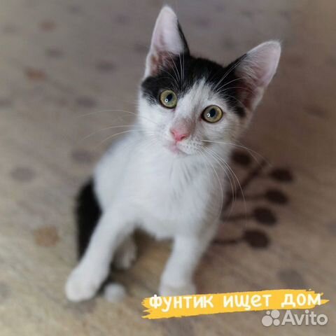 Котенок Фунтик ищет дом