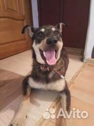 Метис в добрые руки