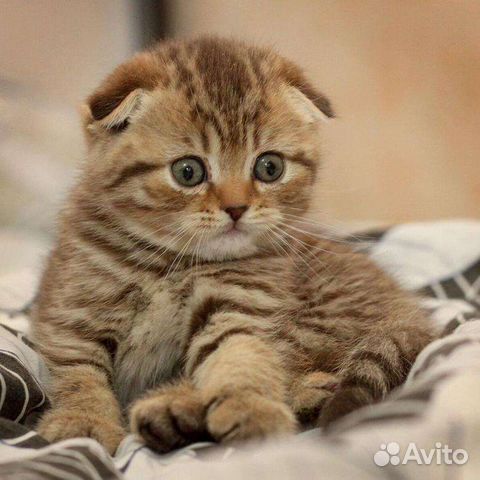 Шотладские вислоухие котята мальчики