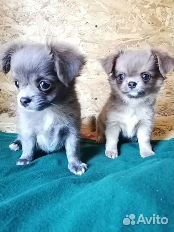 Щенки чихуахуа