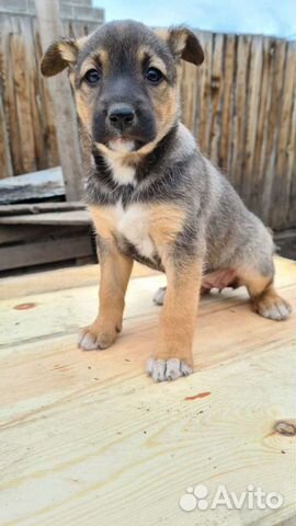 Щенок Милочка