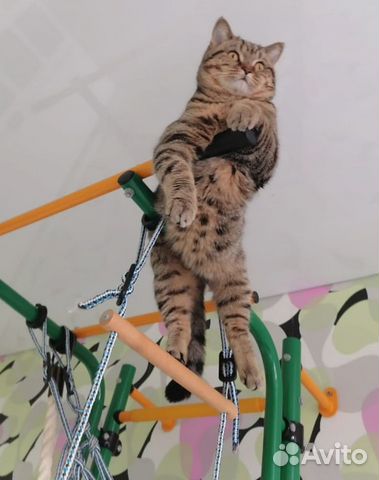 Вязка. Шотландский прямоухий кот