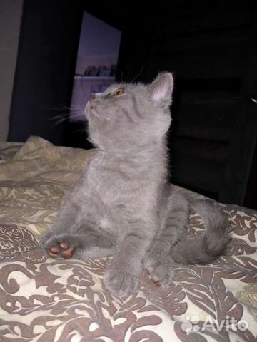 Шотландский прямоухий котёнок