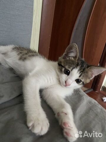 Котенок девочка в добрые руки