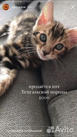 Бенгальская